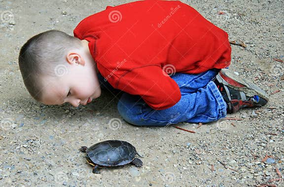 Young Boy and Turtle stock image. Image of intent, education - 12071903