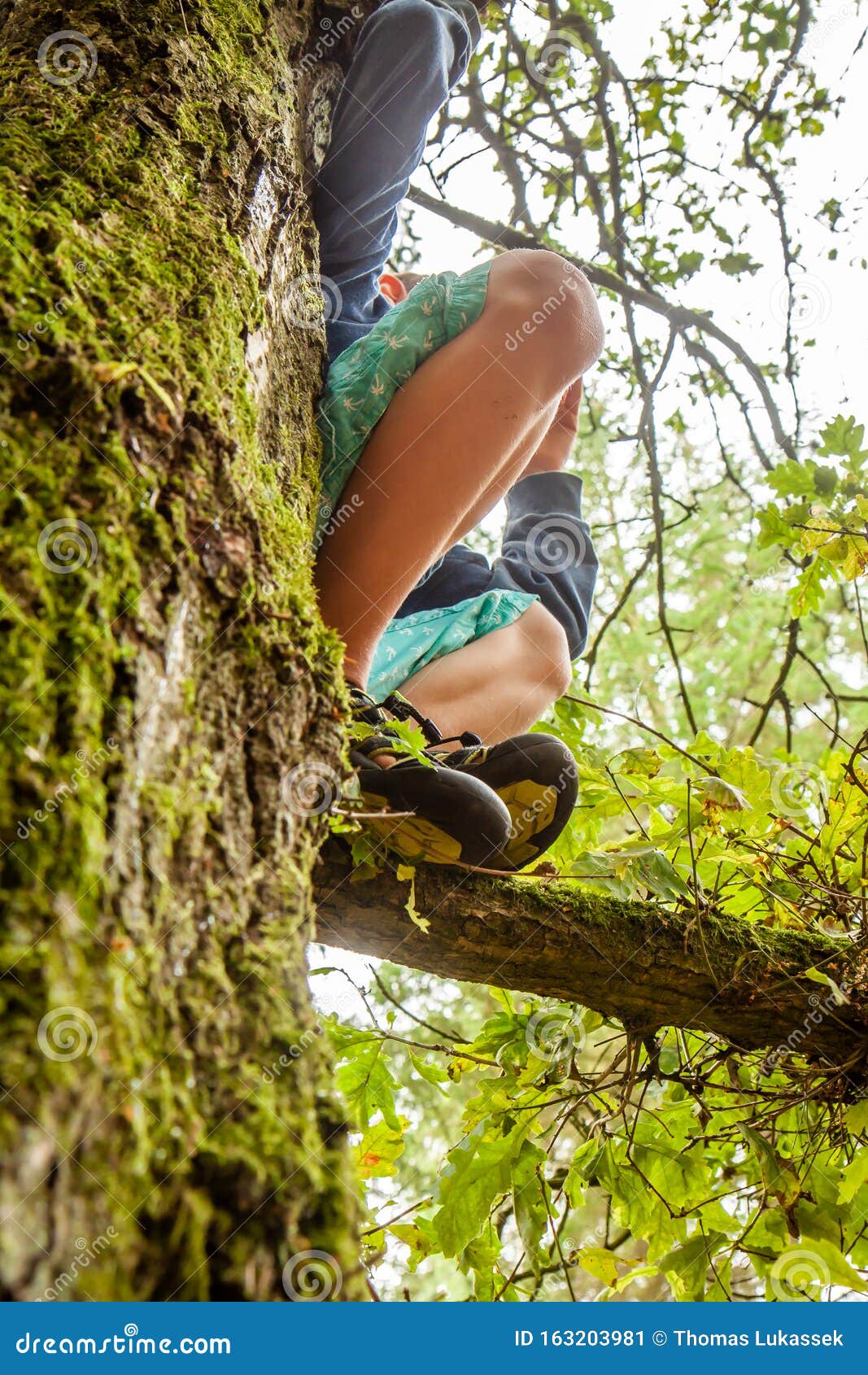 Young Boy Up in the Tree Looking Out Stock Image - Image of park ...