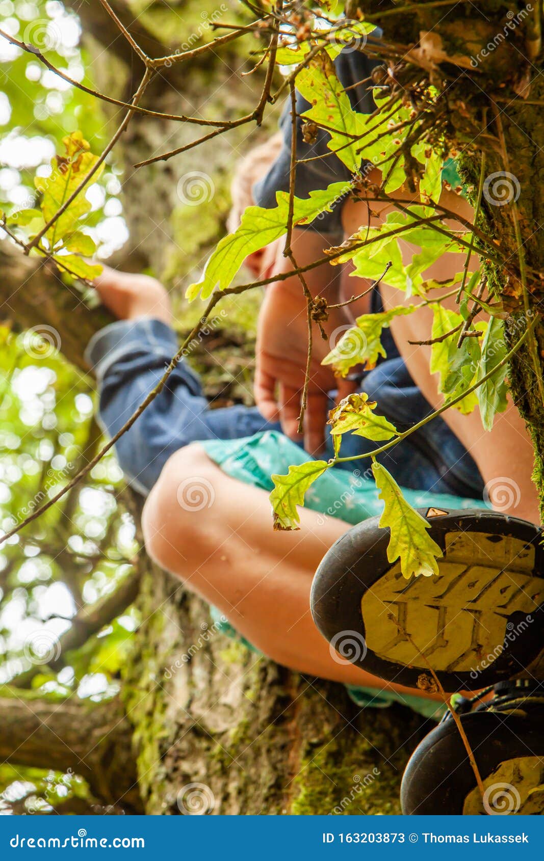 Young Boy Up in the Tree Looking Out Stock Image - Image of climber ...