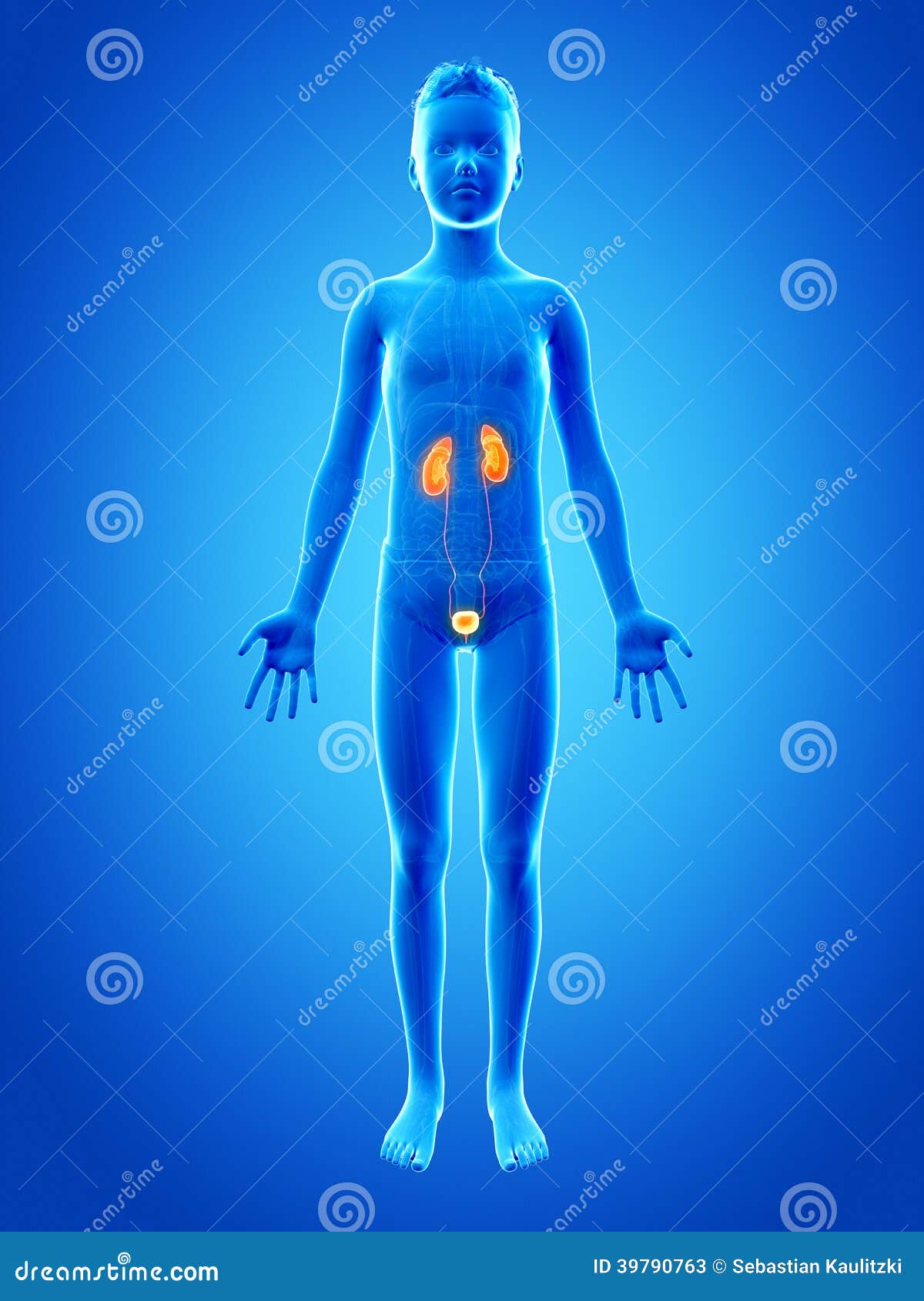 Young Boy - The Urinary System Royalty-Free Stock Photography ...