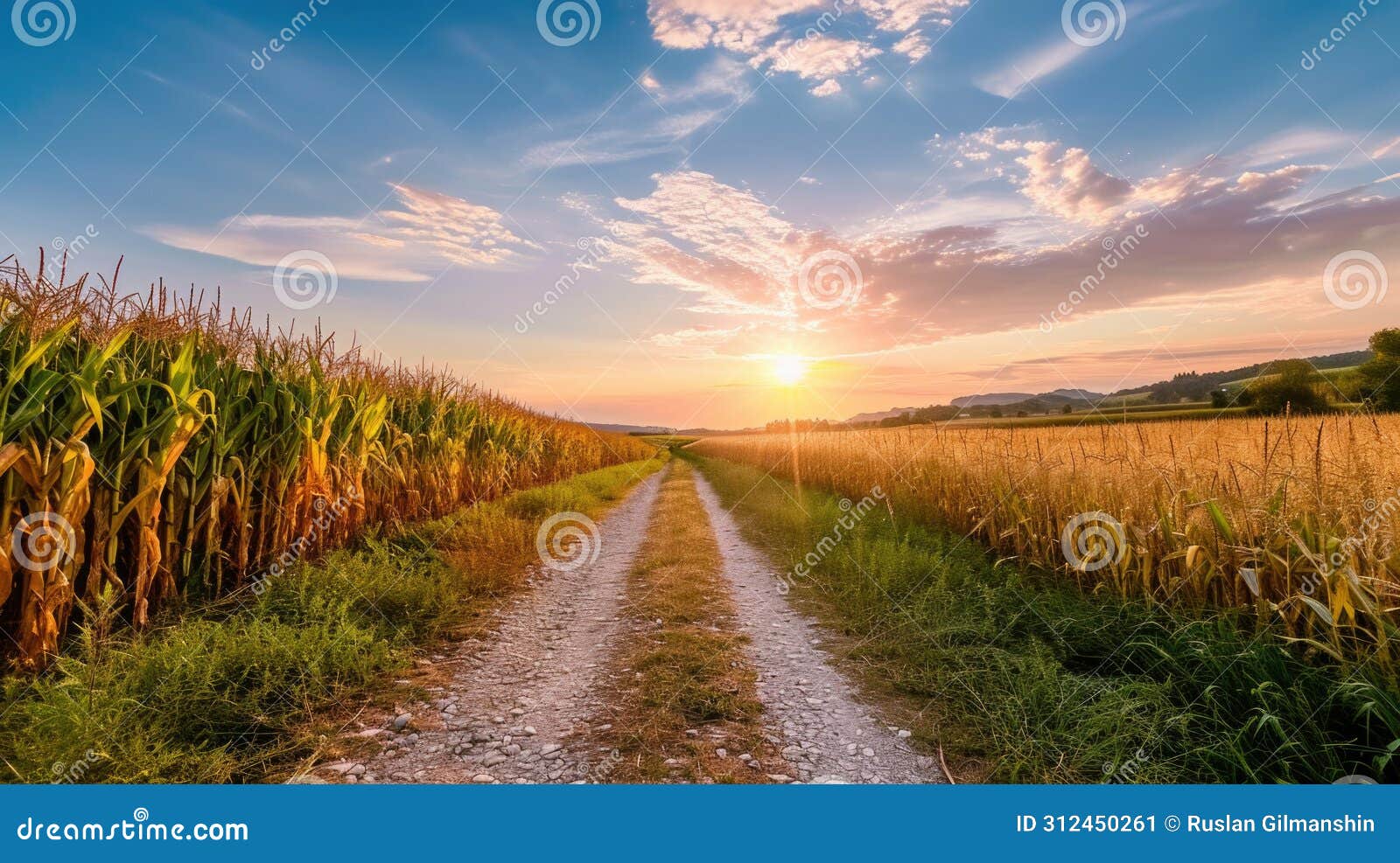 Young Boy Wanders in Path Made through Corn Field As Leisure Activity ...