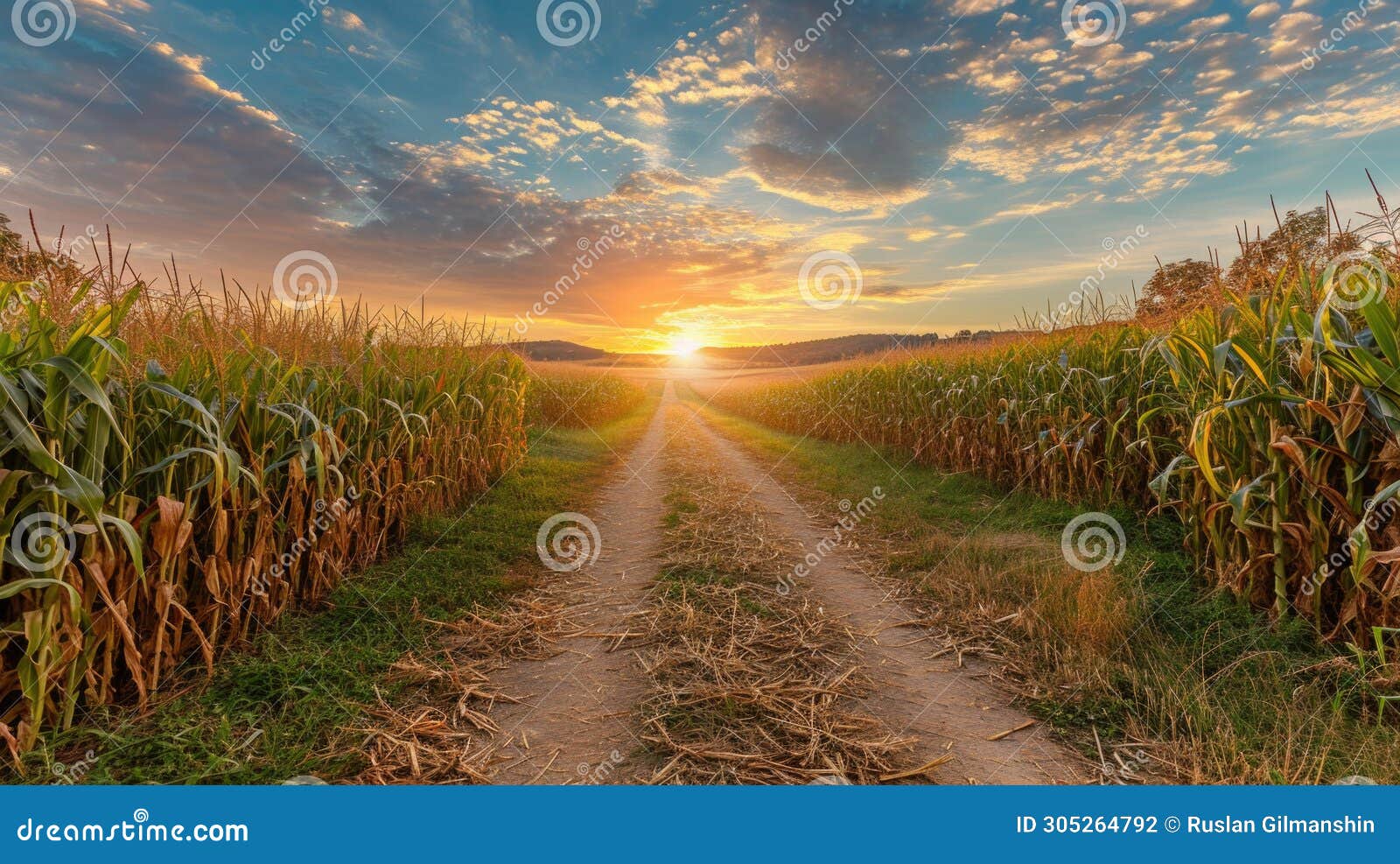 Young Boy Wanders in Path Made through Corn Field As Leisure Activity ...