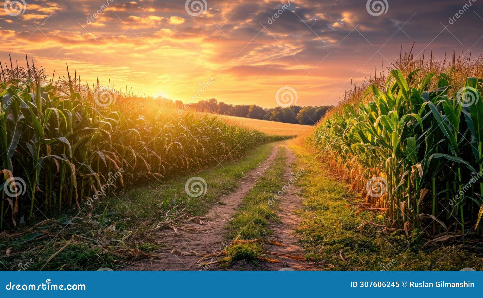 Young Boy Wanders in Path Made through Corn Field As Leisure Activity ...