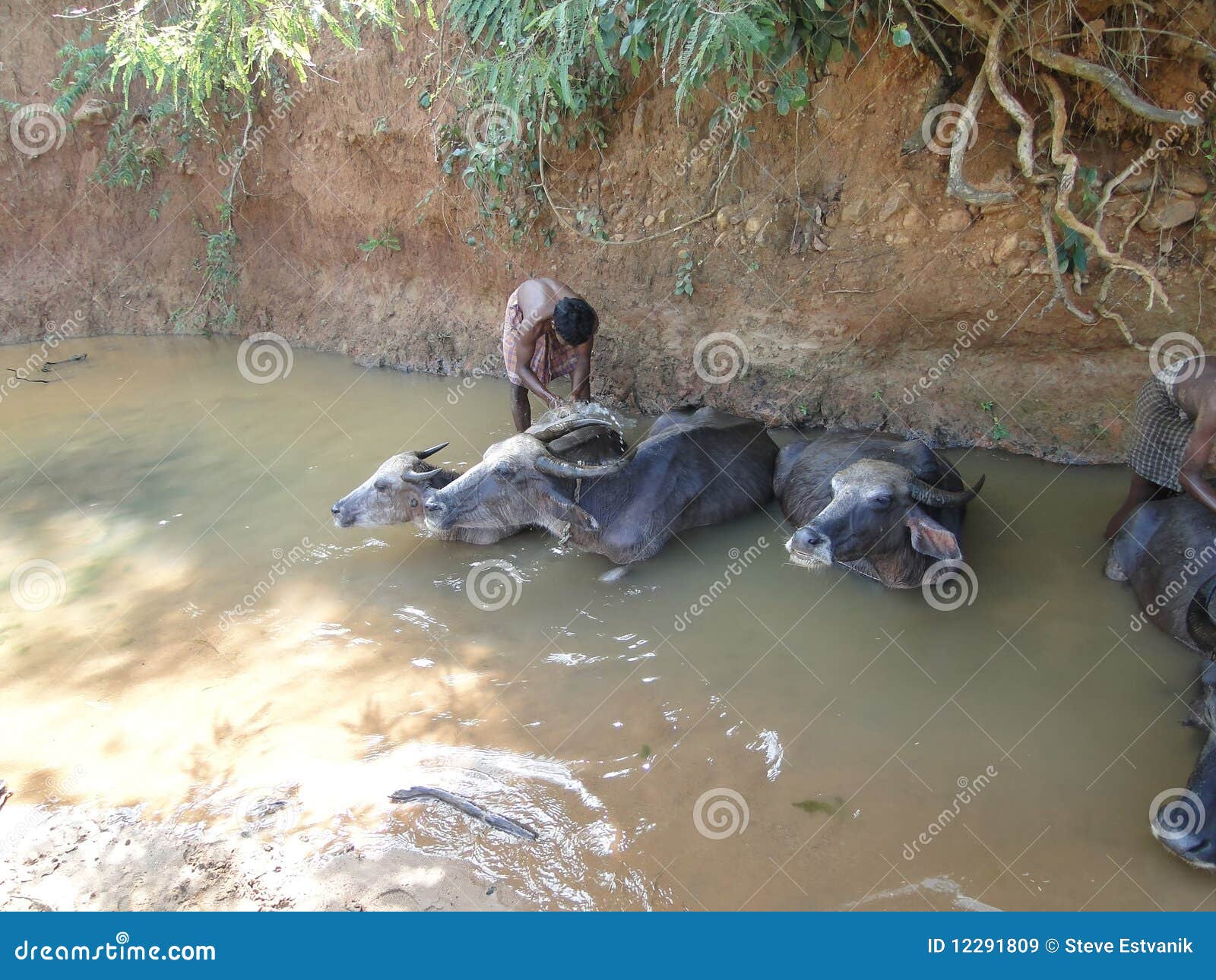 Young Boy Washes His Water Buffalo Editorial Stock Image - Image of ...