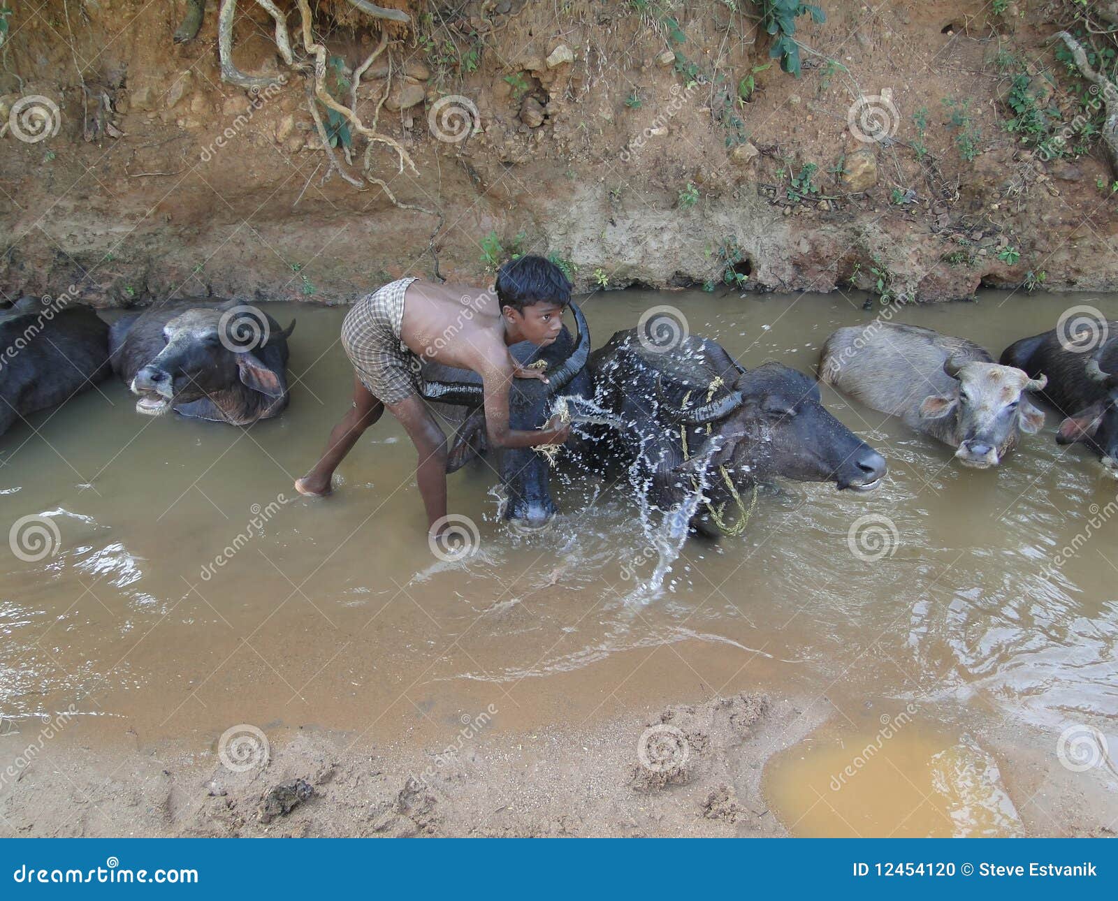 Young Boy Washes His Water Buffalo Editorial Image - Image of farm ...