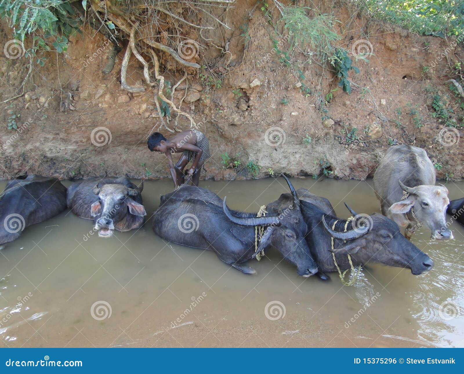 Young Boy Washes His Water Buffalo Editorial Photo - Image of water ...