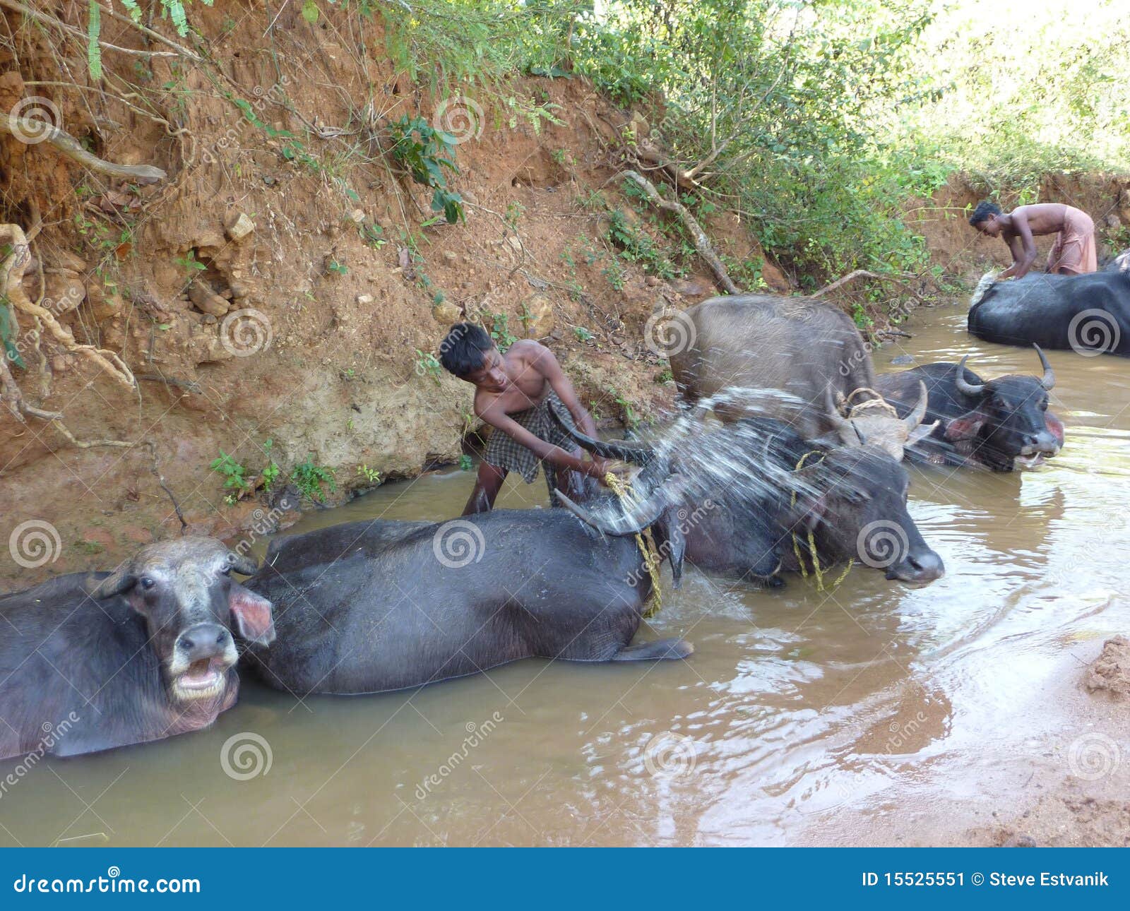 Young Boy Washes His Water Buffalo Editorial Photo - Image of bison ...