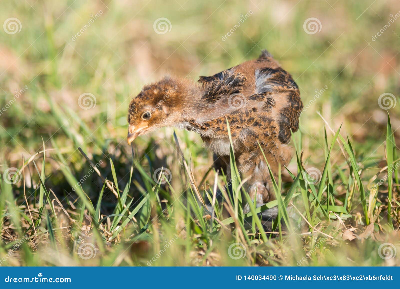 Young Brahma chick stock photo. Image of poultry, spring - 140034490