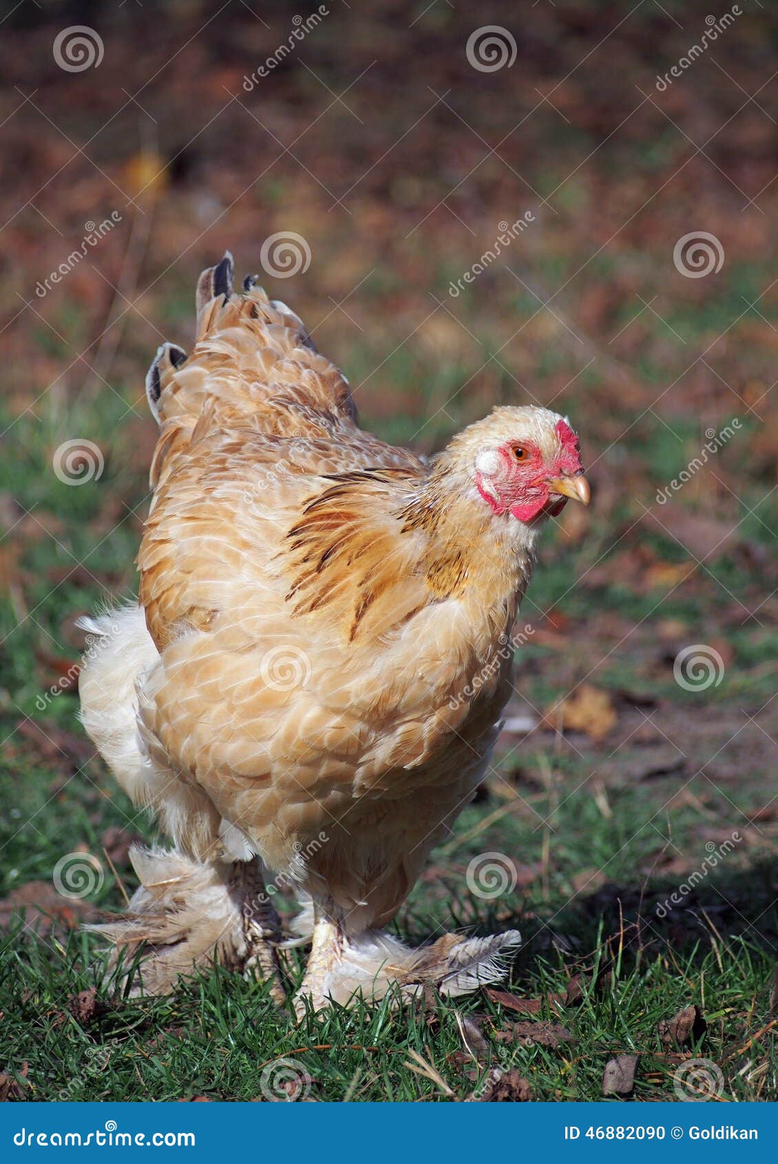 Red Pile Brahma Cockerel Stock Photos - Free & Royalty-Free Stock ...