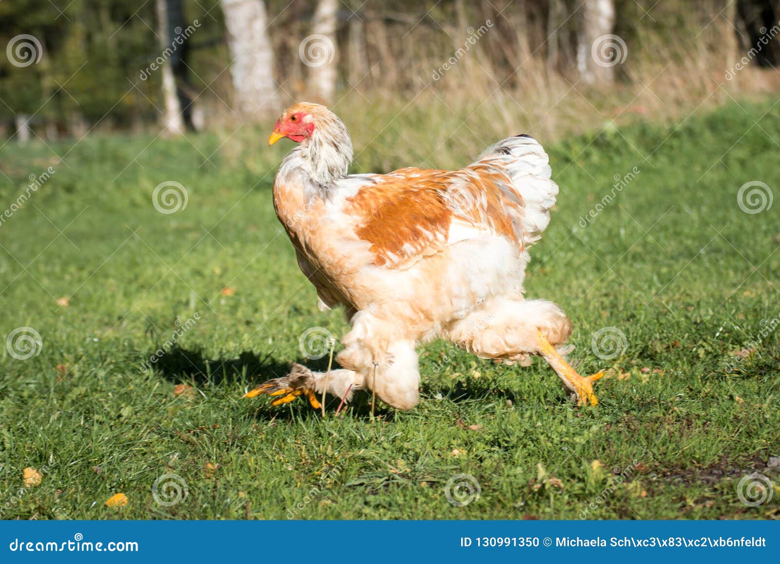 Young Brahma Rooster Running Over the Meadow Stock Photo - Image of ...