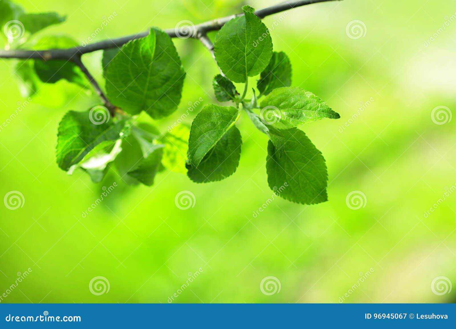 Branch of an apple-tree stock image. Image of botanical - 96945067