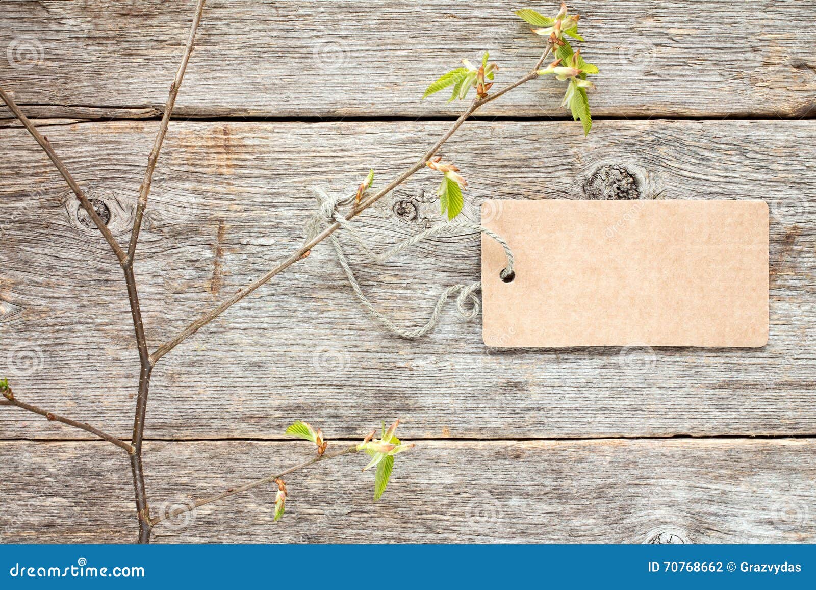Young Branch with Blank Tag Stock Photo - Image of foliage, paper: 70768662