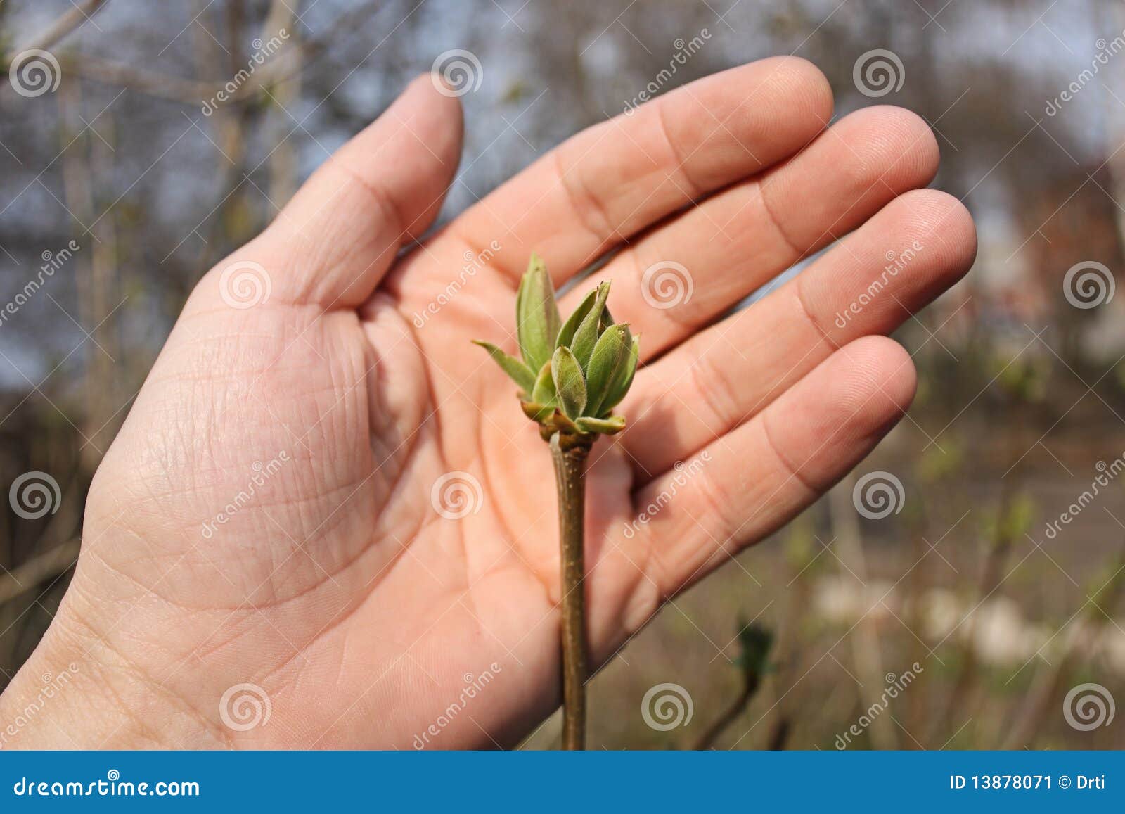 Young Branch on a Hand is a Symbol of a New Life Stock Image - Image of ...