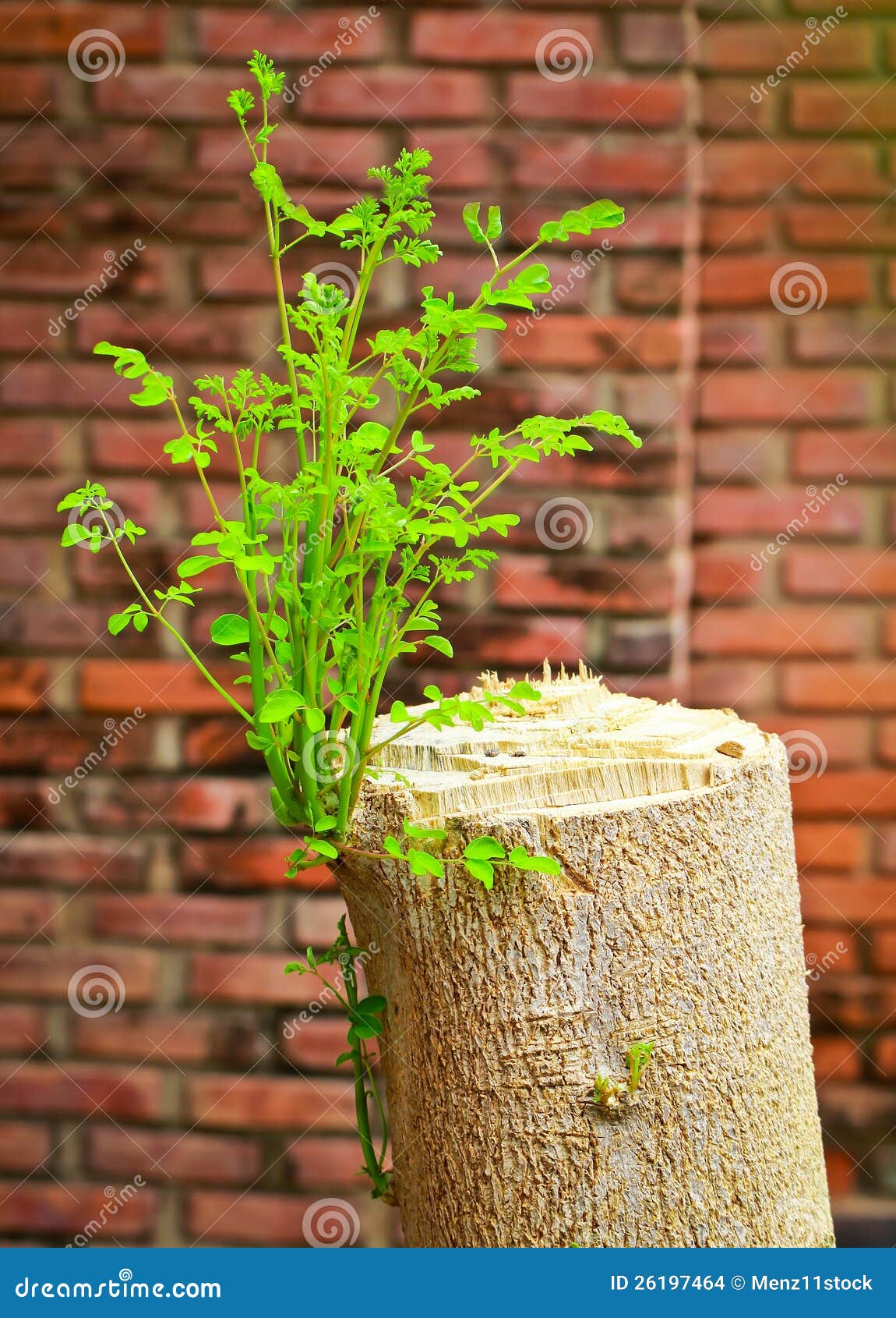 Young Branch on the Old Tree Stump Stock Photo - Image of foliage ...