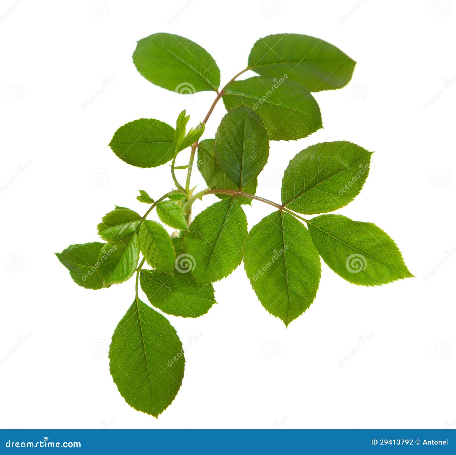 Young branch of rose stock photo. Image of season, spring - 29413792