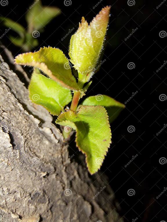 Tree stock photo. Image of beautiful, springing, bark - 67893364