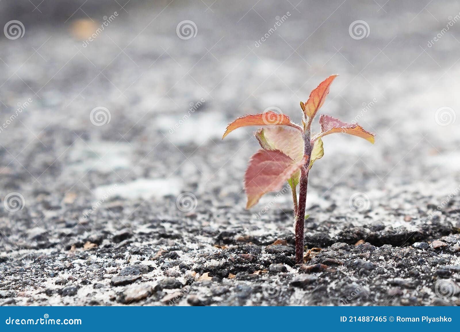 A Young Branch of a Tree Breaking through an Obstacle Stock Image ...