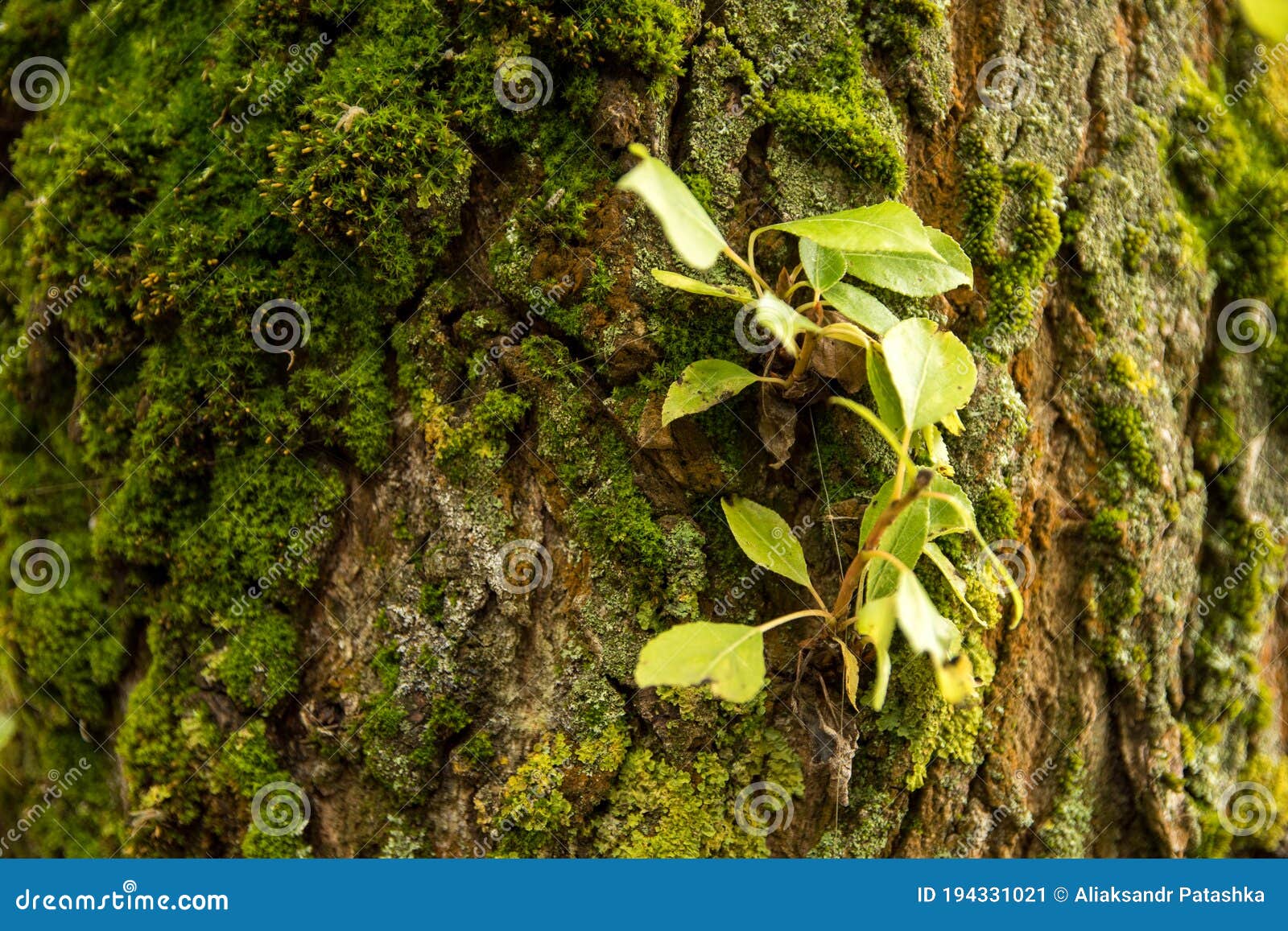 Young Branch on a Tree Trunk Editorial Photo - Image of bole, branch ...