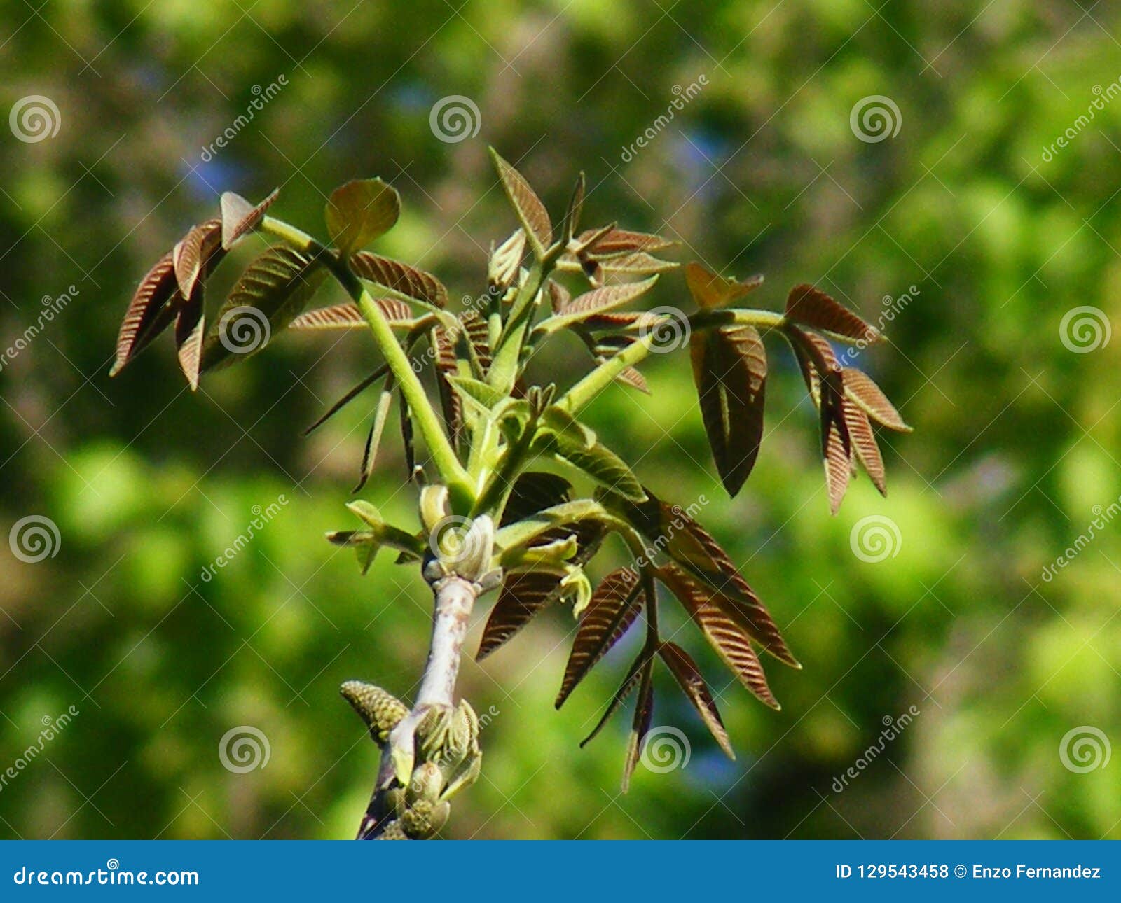 Young Branch of a Walnut Tree in Spring Stock Photo - Image of ...