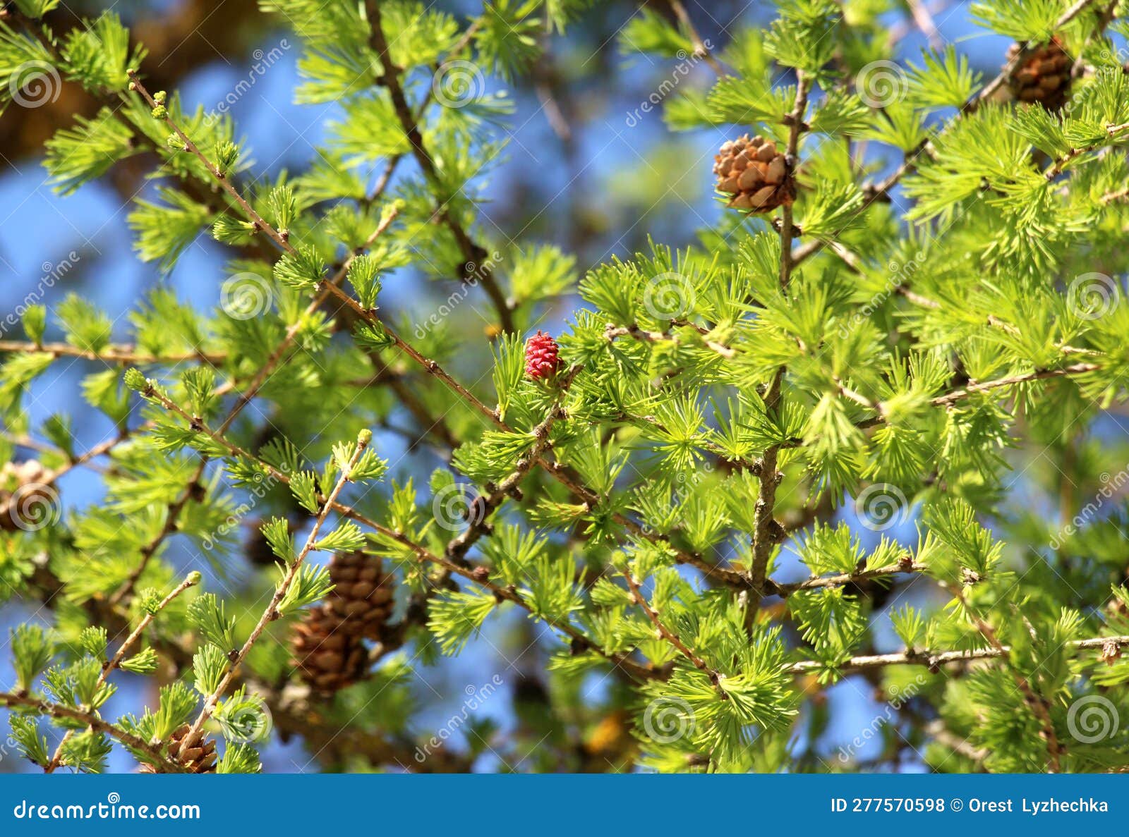 Young Branches of European Larch (Larix Decidua Stock Photo - Image of ...