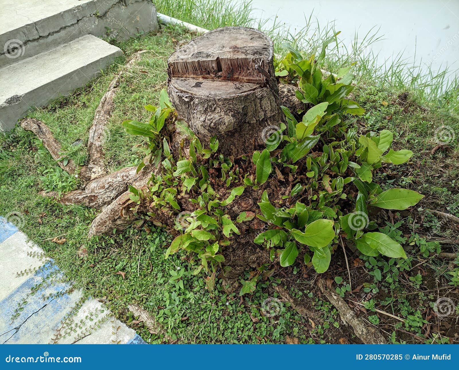 Young Branches and Leaves Grow on the Felled Ketapang Tree Trunks Stock ...