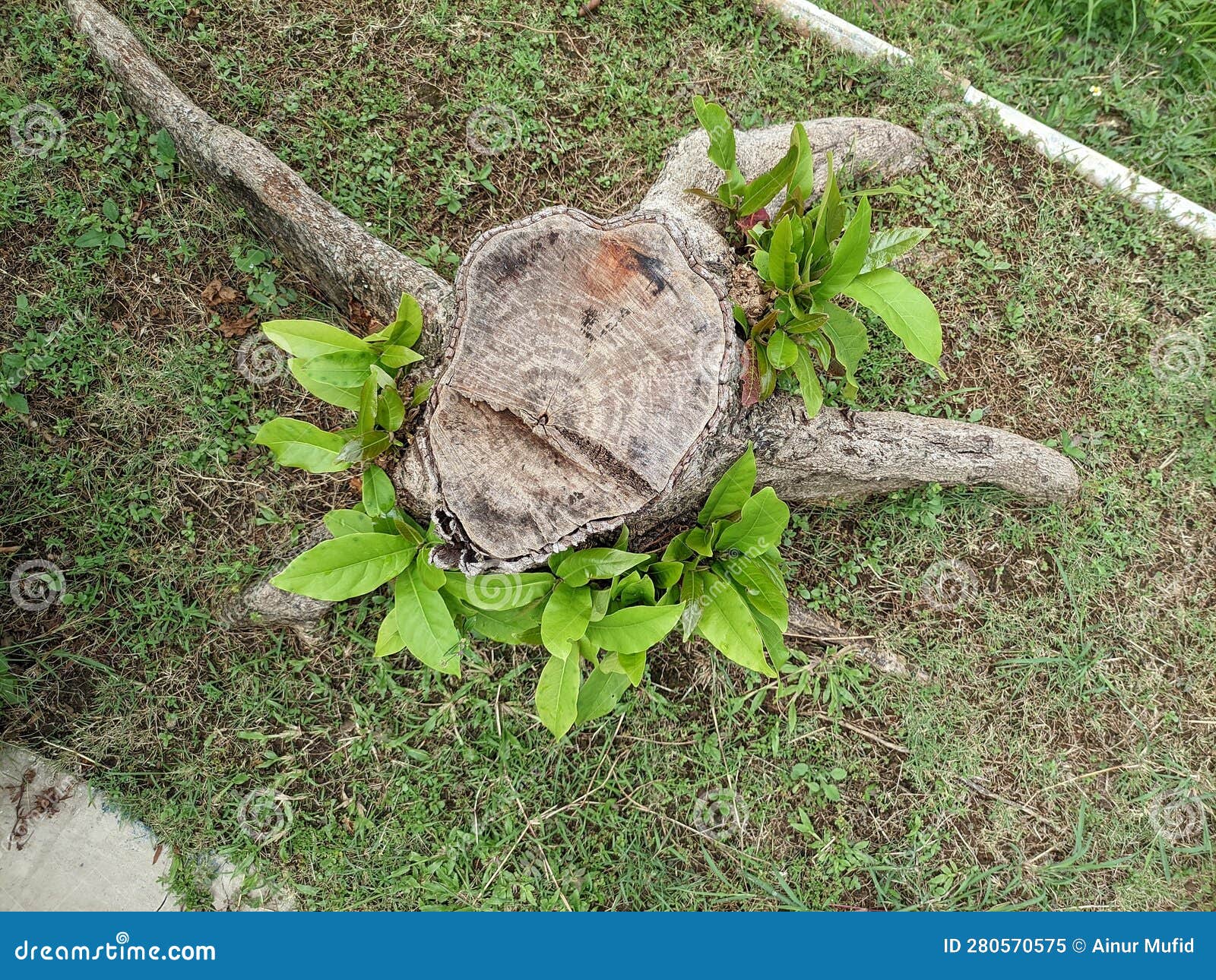 Young Branches and Leaves Grow on the Felled Ketapang Tree Trunks Stock ...
