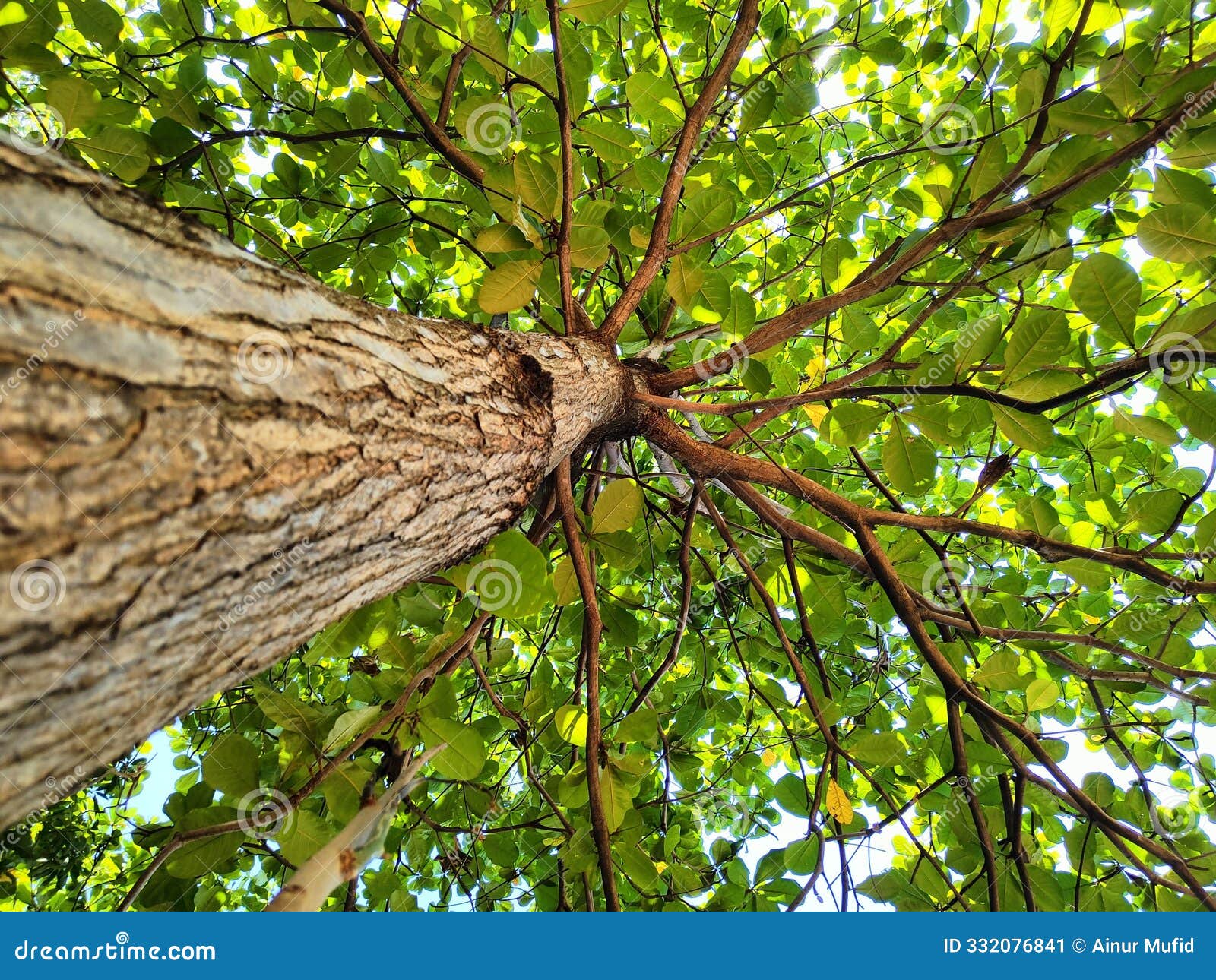 Young Branches and Leaves Grow on the Felled Ketapang Tree Trunks ...