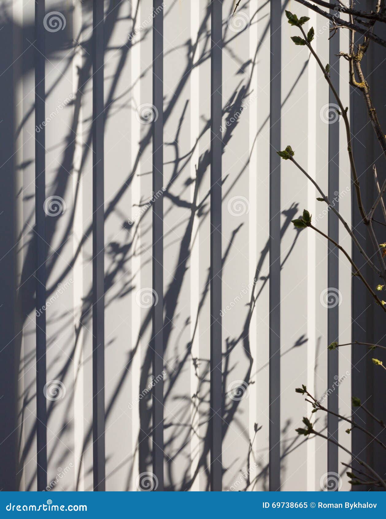 Young branches with shadow stock image. Image of plant - 69738665