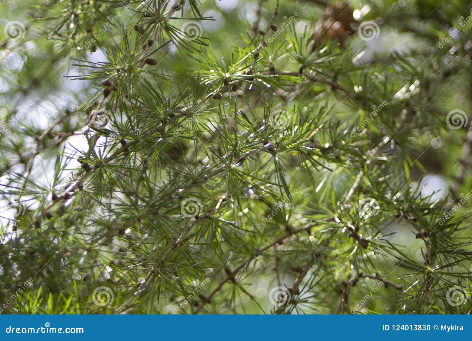 Young Branches of Siberian Larch. Summer Day Light Stock Photo - Image ...