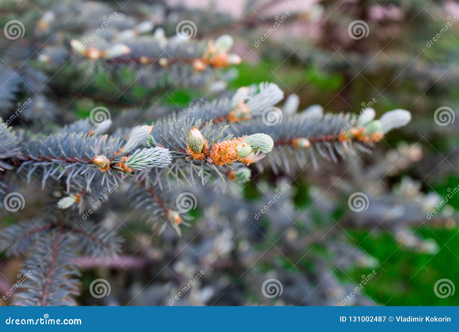 Young Branches of Spruce. Blue Spruce is a Rare Tree Stock Image ...
