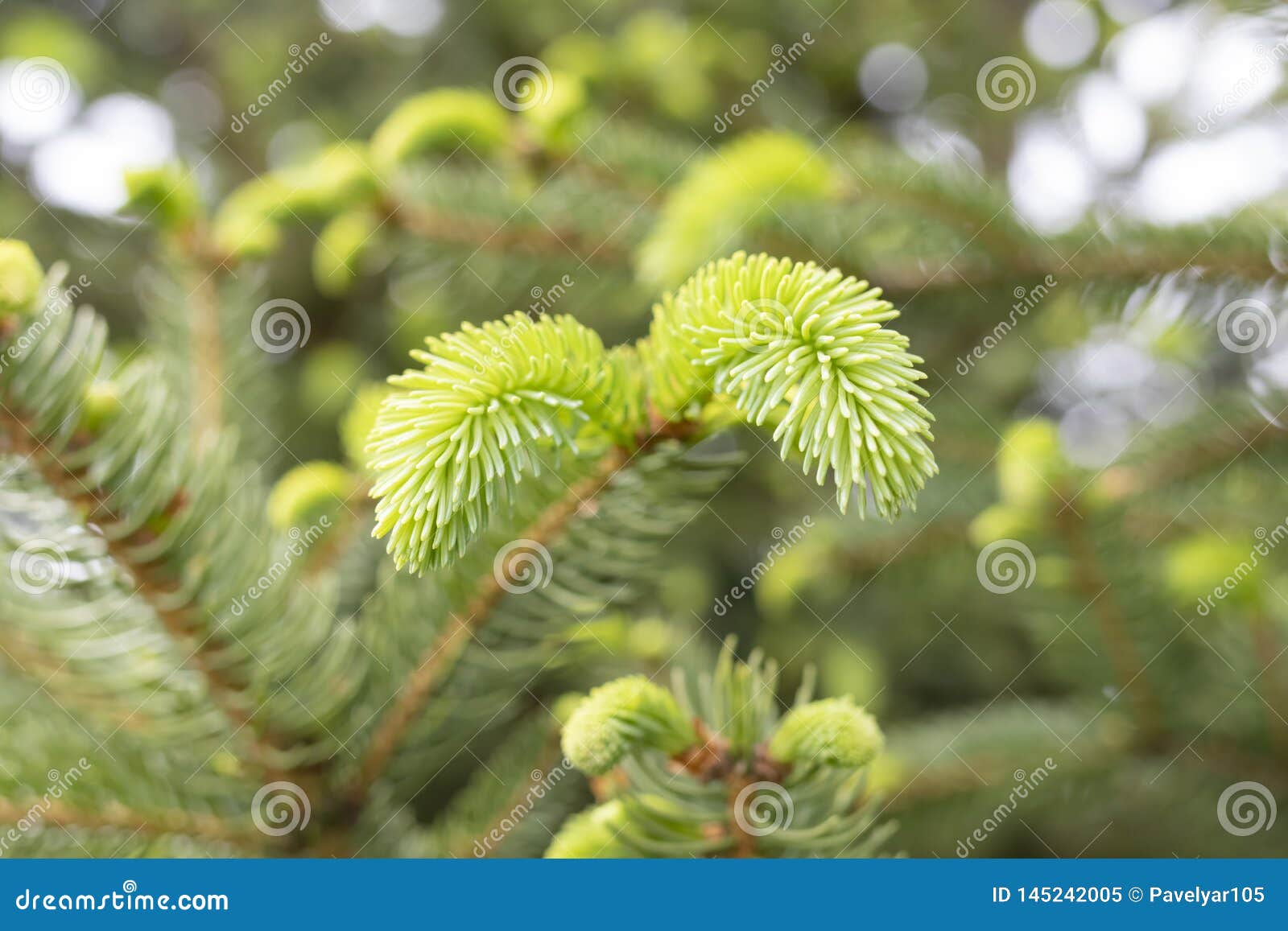 Young Branches Spruce Buds and Young Spruce Needles Stock Image - Image ...