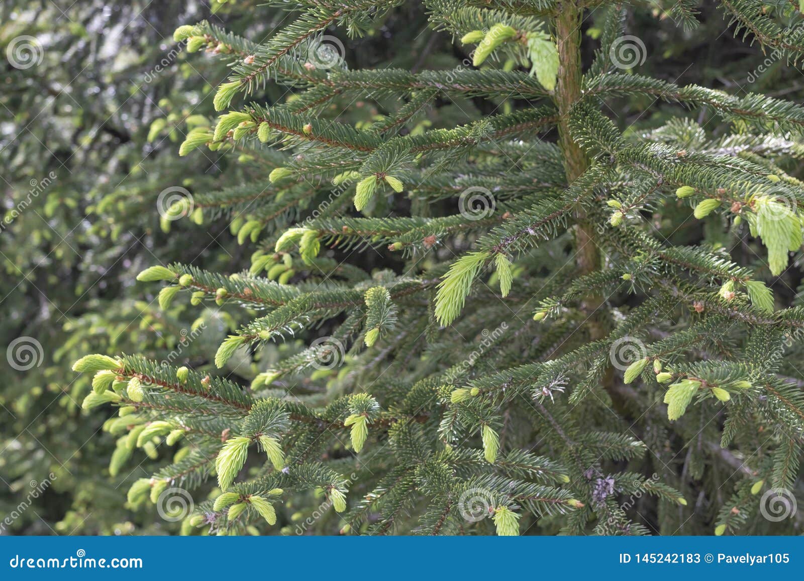 Young Branches Spruce Buds and Young Spruce Needles Stock Image - Image ...