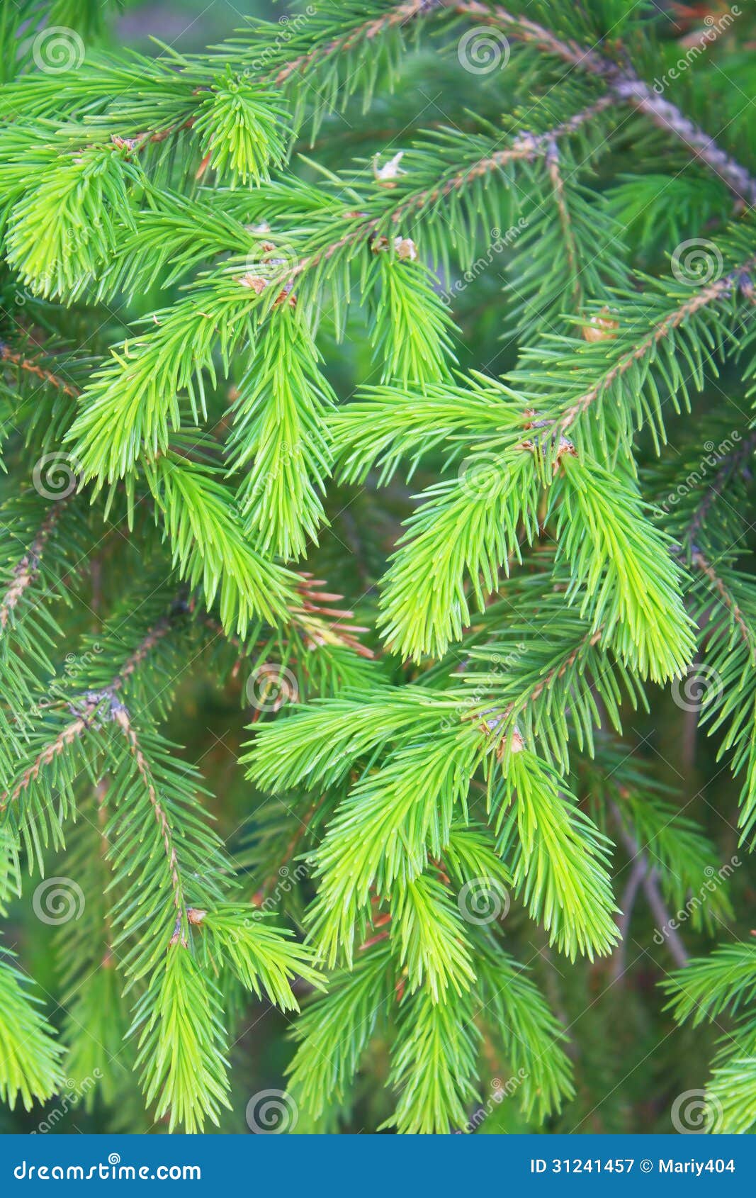 Young branches of spruce. stock image. Image of nature - 31241457