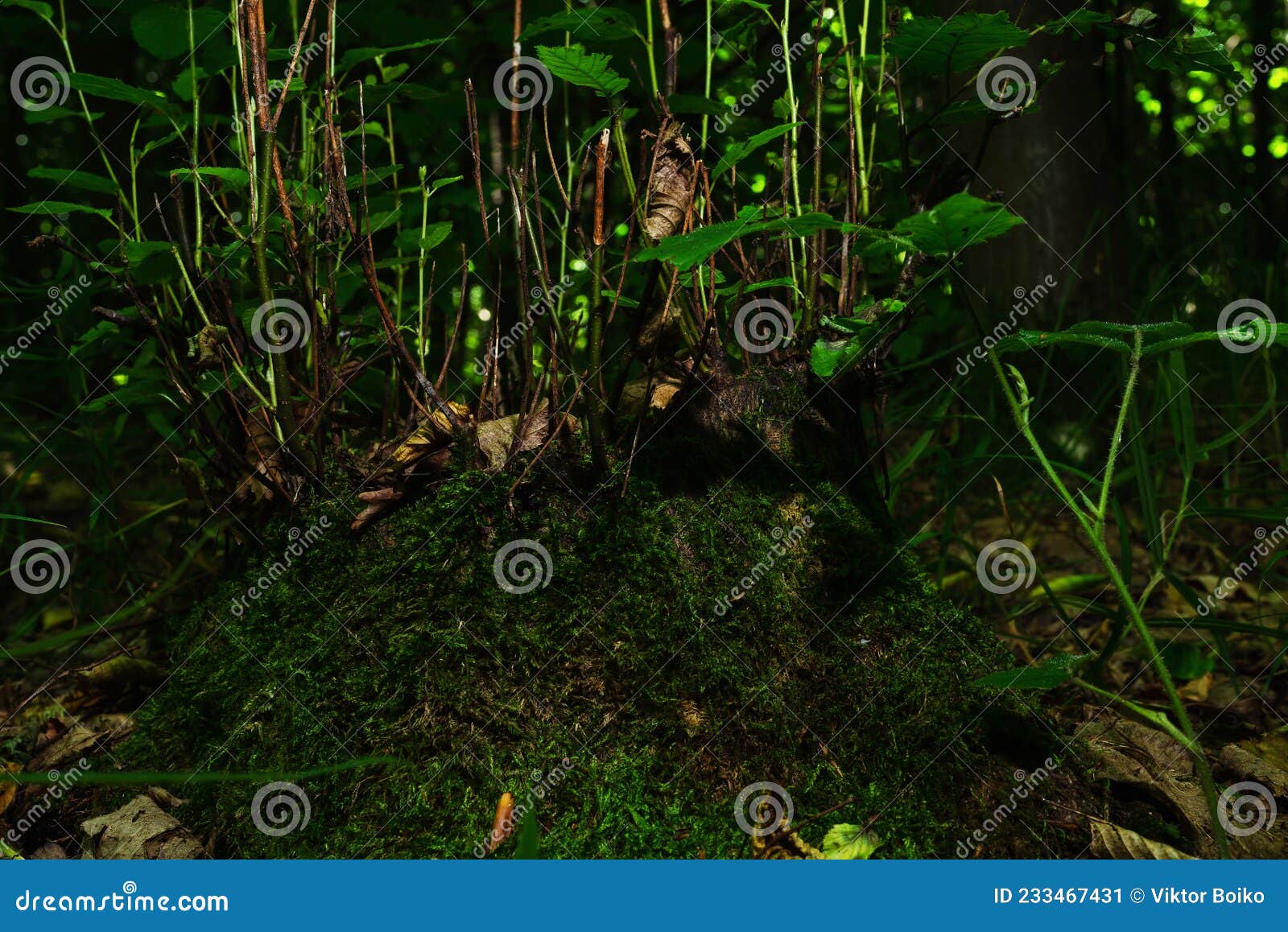 Young Branches on a Stump in a Dark Forest Stock Image - Image of ...
