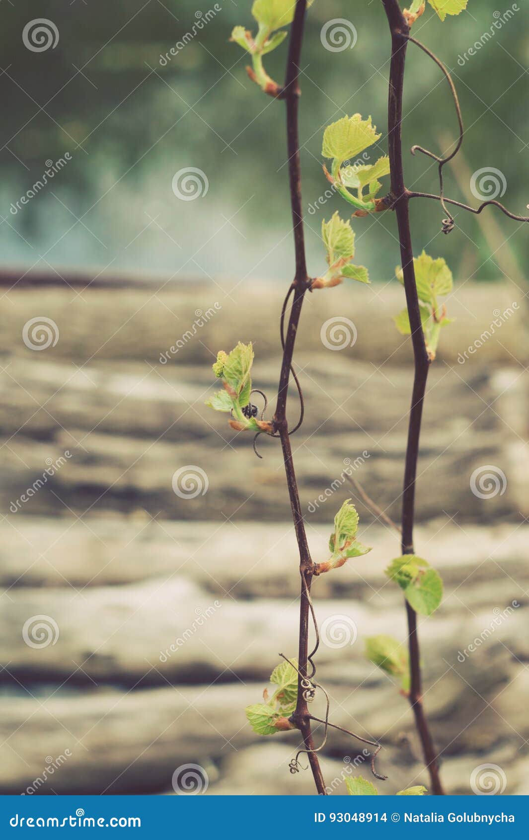 Young Branches of a Vine on a Background of Old Logs and a Lake Stock ...