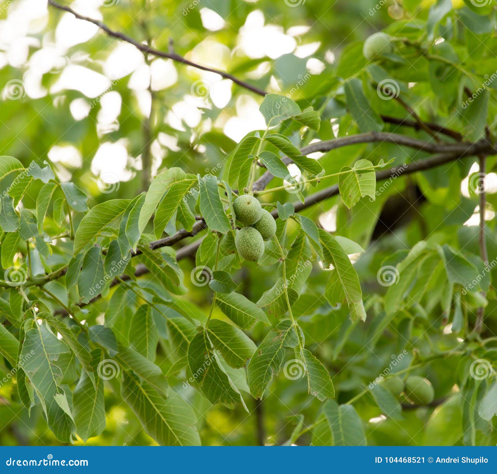 Young Branches of the Walnut Stock Image - Image of growth, farming ...
