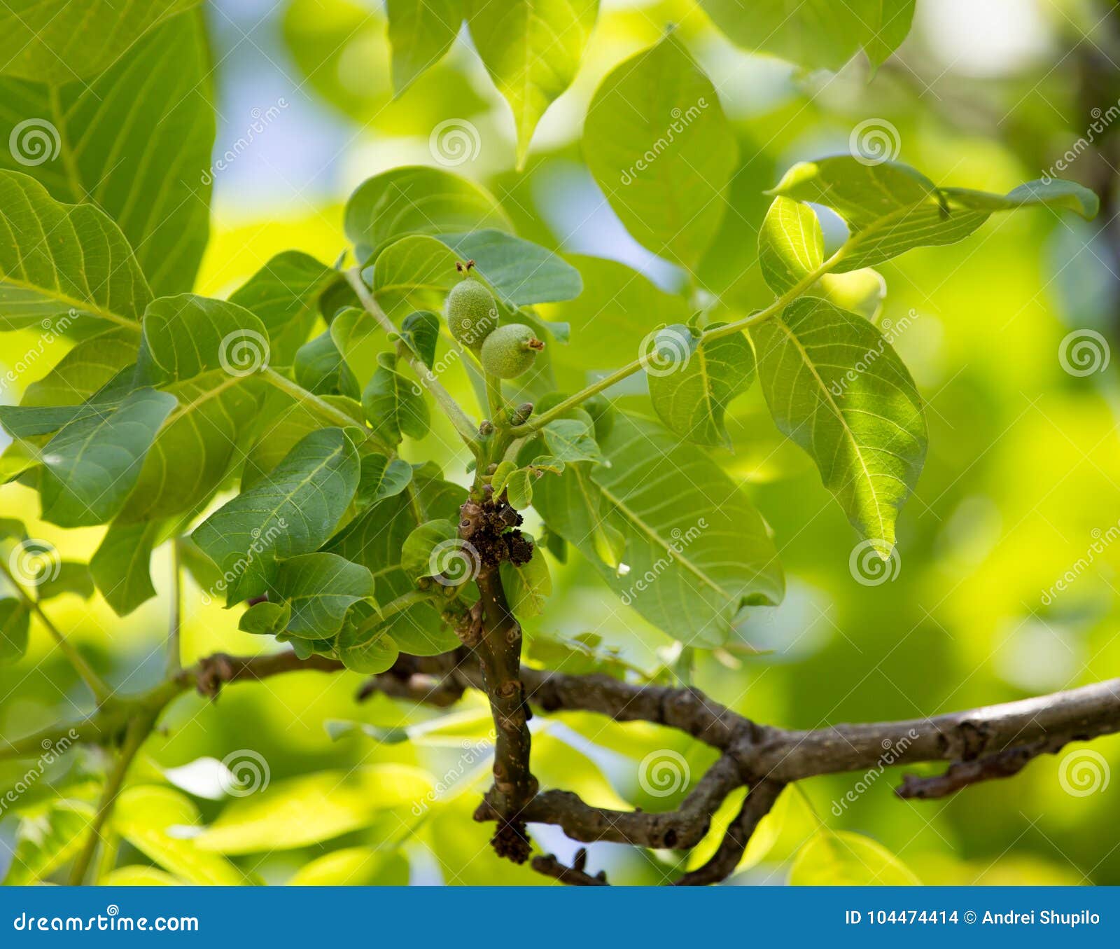 Young Branches of the Walnut Stock Photo - Image of orchard, fresh ...