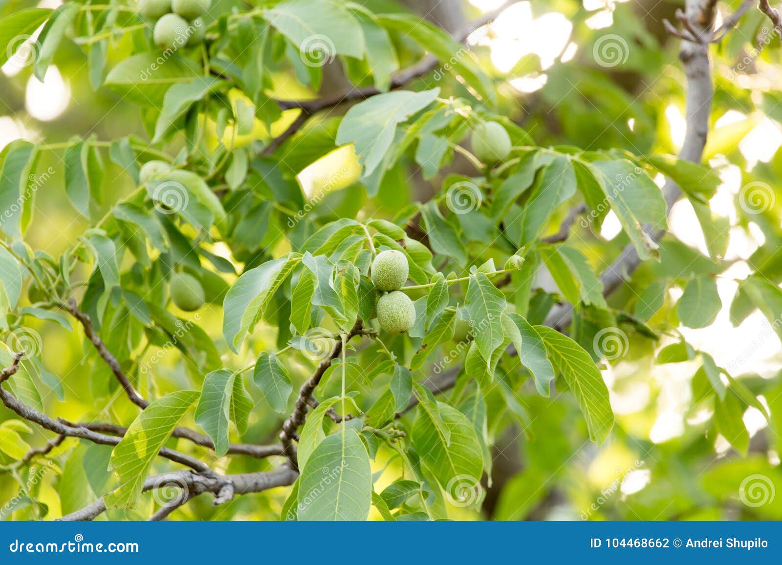 Young Branches of the Walnut Stock Photo - Image of omega, edible ...