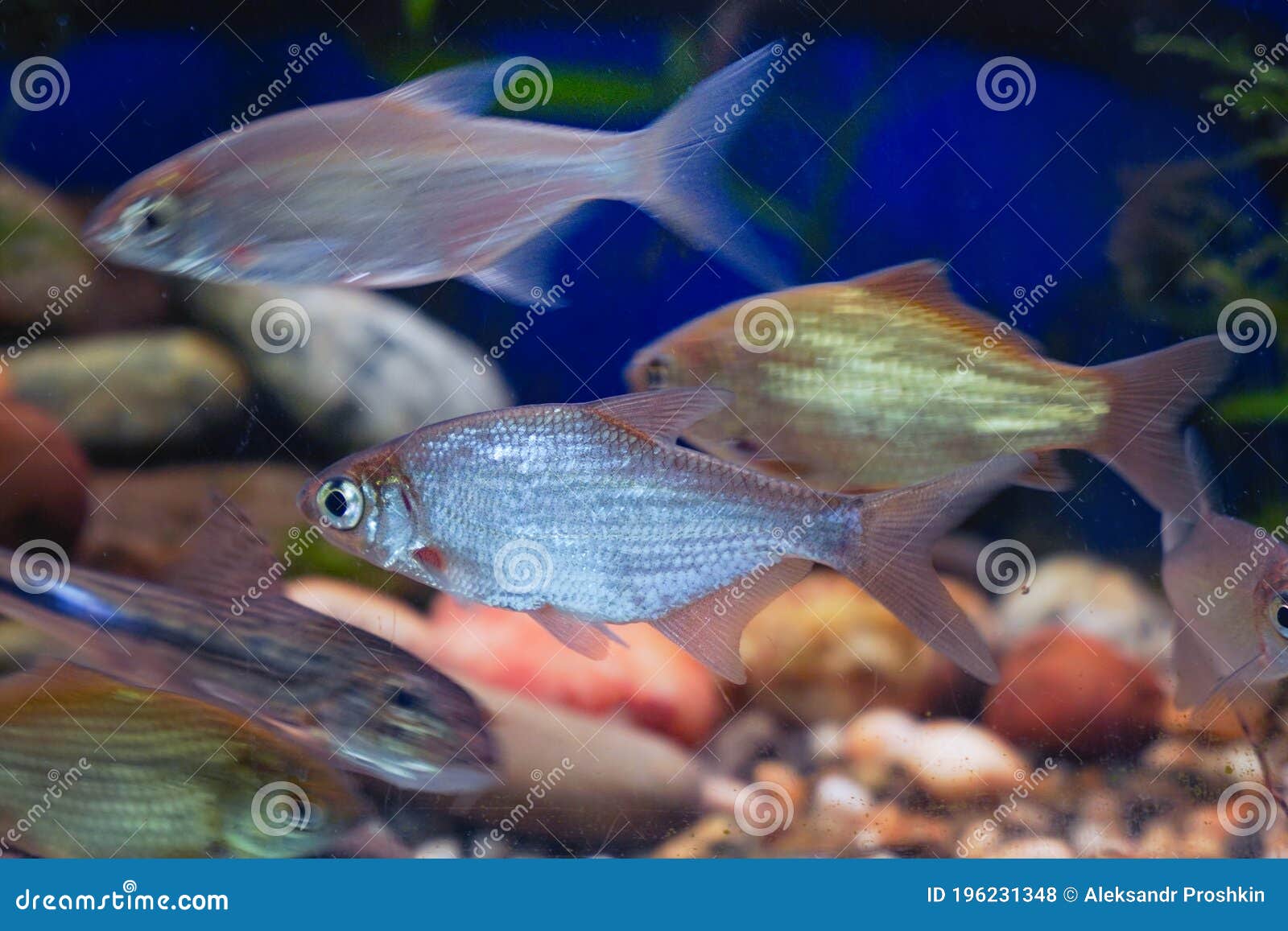 Young Bream Swim in the Aquarium. Freshwater River Fish in an Aquarium ...