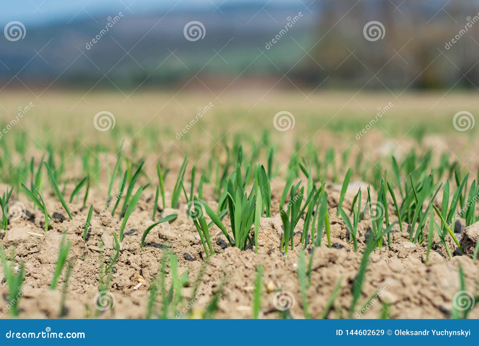5,769 Barley Soil Stock Photos - Free & Royalty-Free Stock Photos from ...