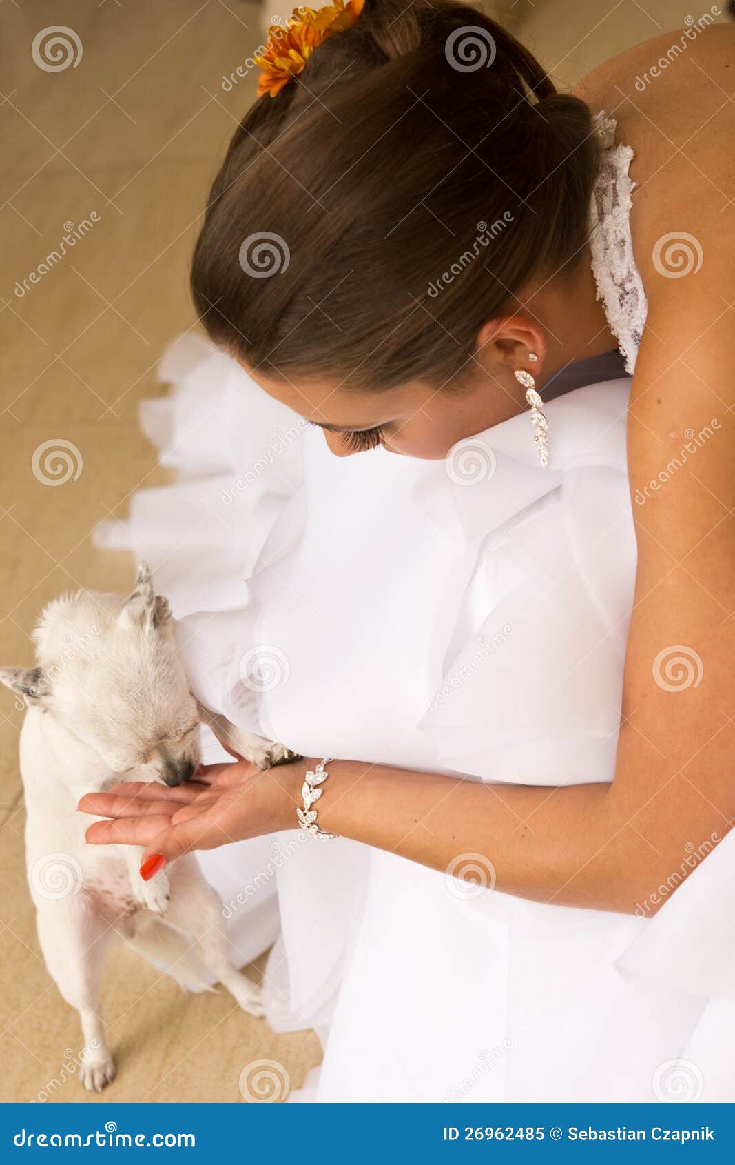 Young bride with pet dog stock image. Image of attractive - 26962485