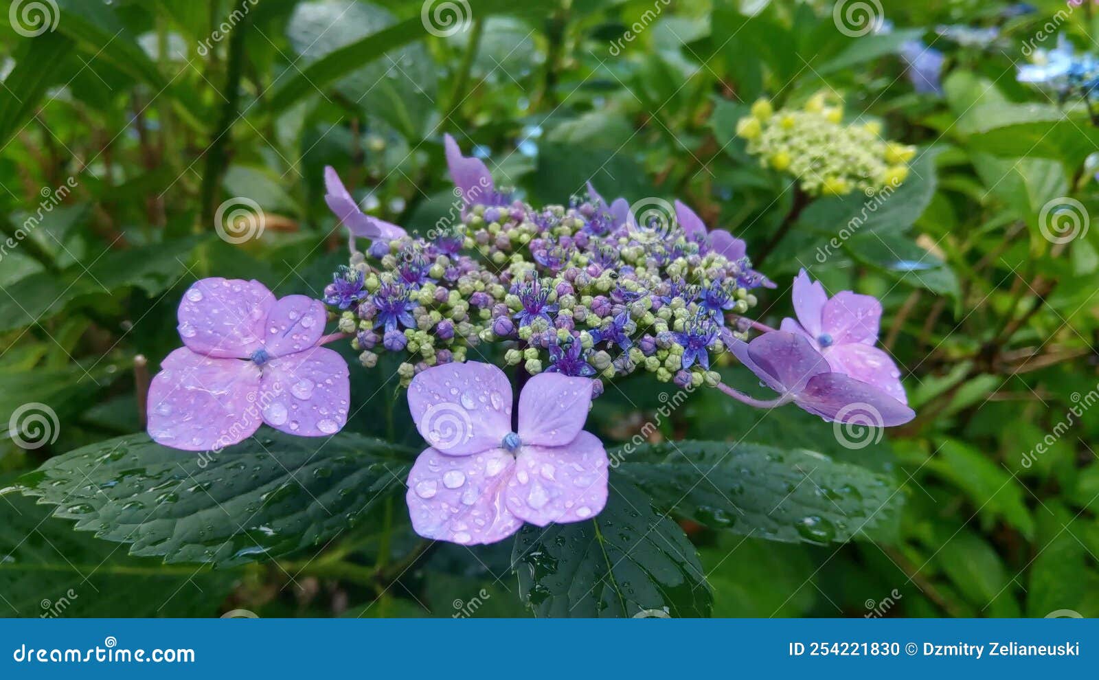 Young Bright Flowering Hydrangea Branch in the Park. Stock Footage ...