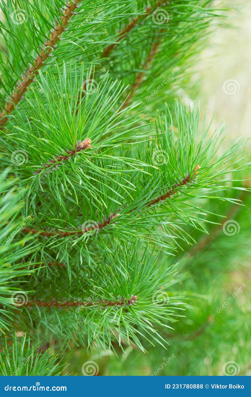 Young Bright Green Needles on a Small Pine Tree Stock Photo - Image of ...