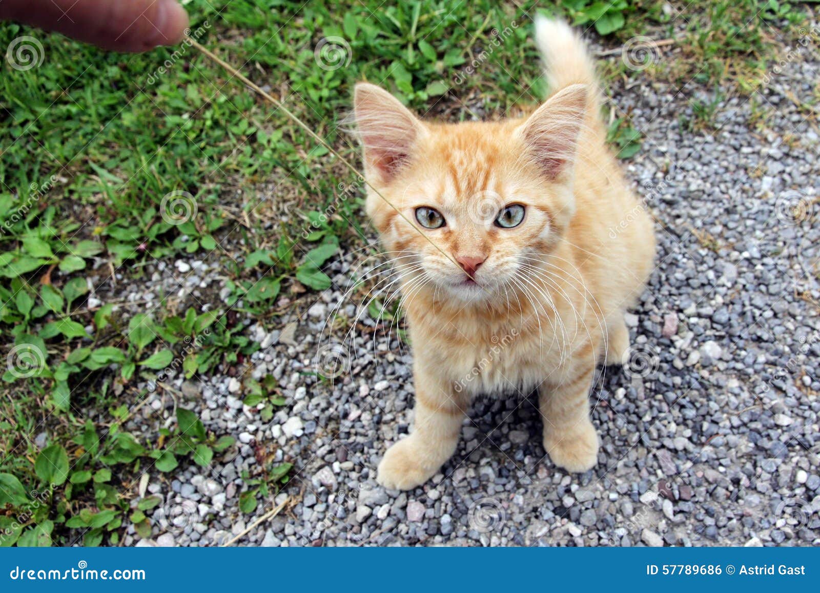 A young bright red kitten stock photo. Image of meadow - 57789686