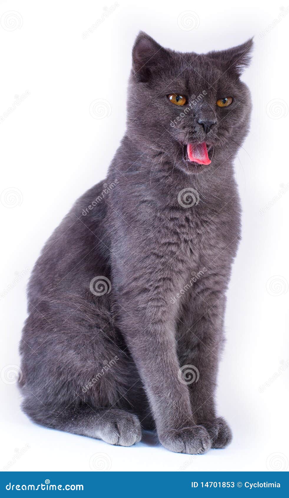 Young British Blue Cat Meowing Stock Image - Image of breed, lovely ...