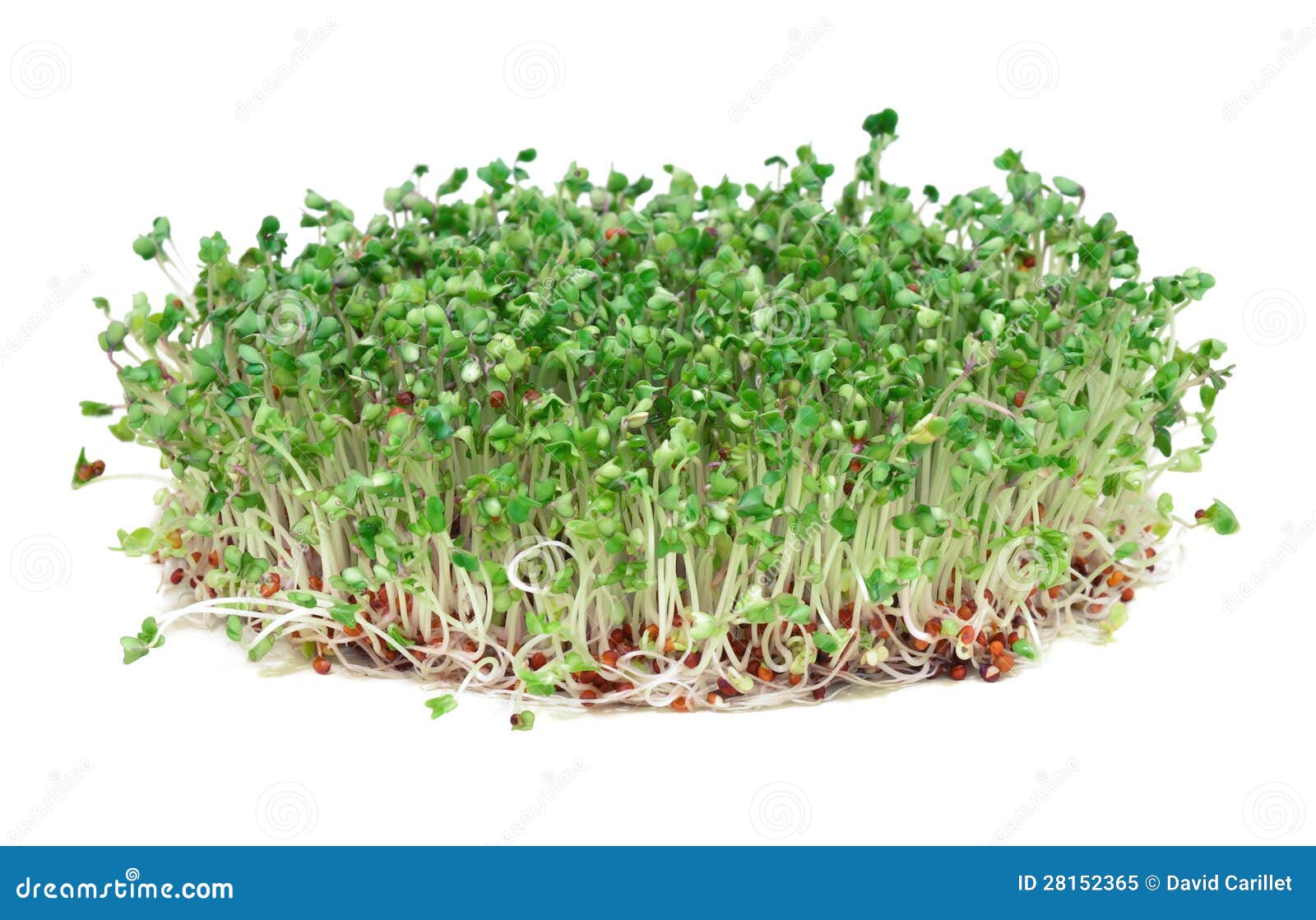Young broccoli sprouts stock image. Image of health, growing - 28152365