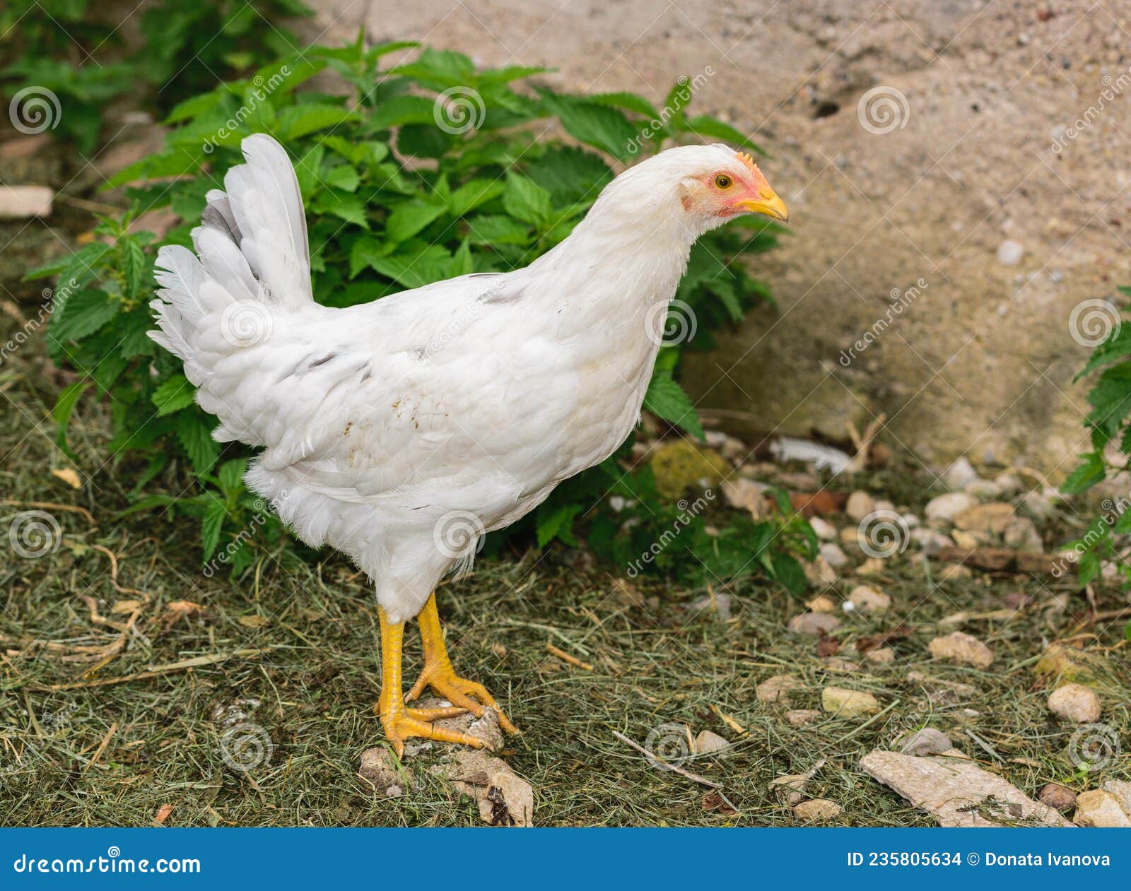 Young Broiler Chicken in the Poultry Yard Stock Photo - Image of ...