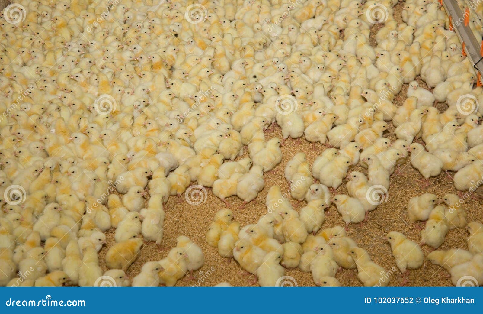 Young broiler chickens stock photo. Image of feather - 102037652