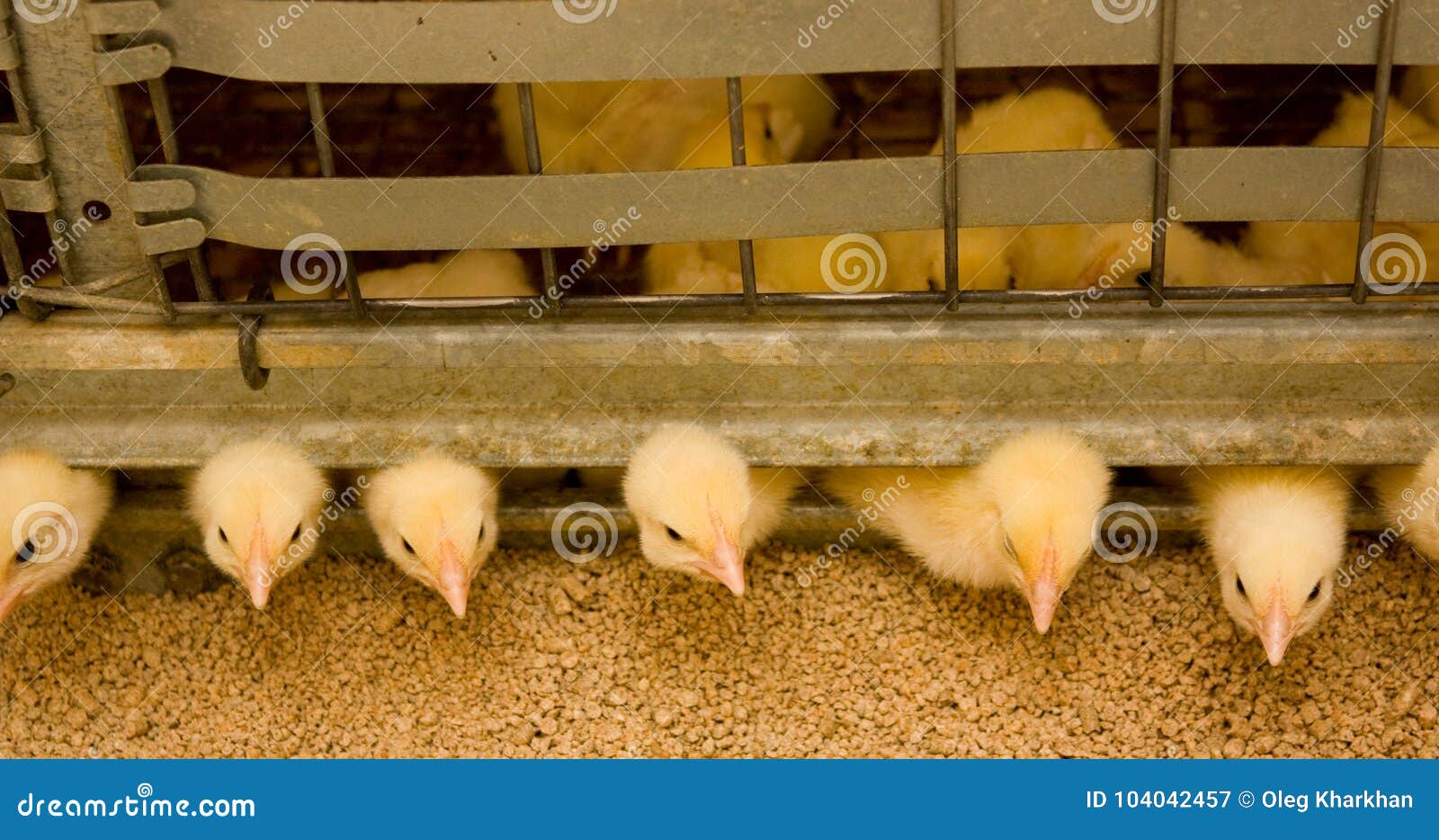 Young Broiler Chickens at the Poultry Farm Stock Image - Image of black ...