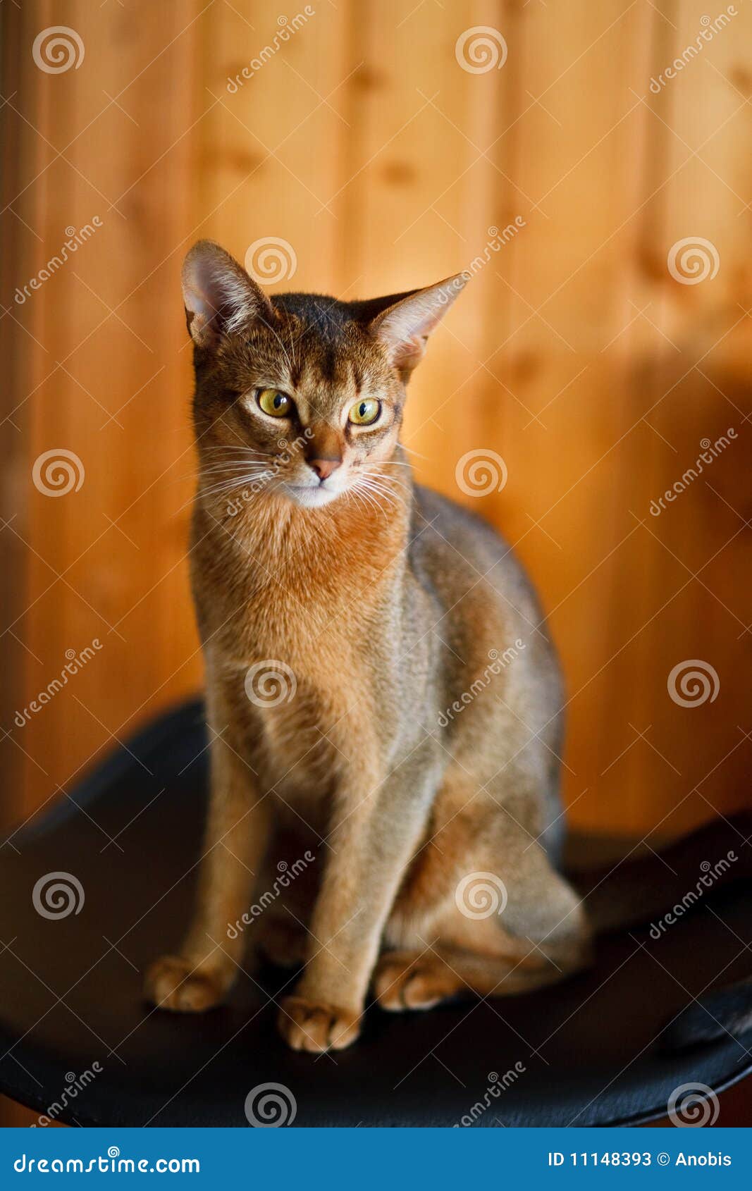 Young brown Abyssinian cat stock image. Image of background - 11148393